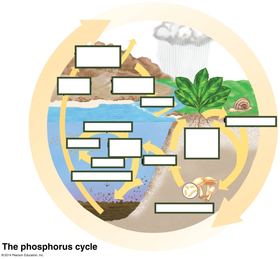 Map Quiz: phosphorus cycle (k9 - biology)