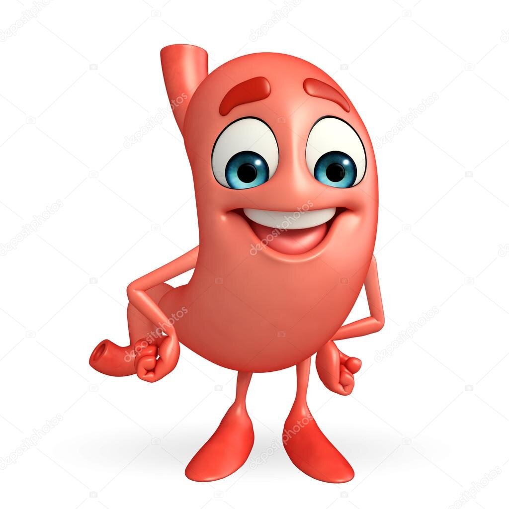 Relacionar Columnas: Parejas del Aparato Digestivo (7º grado) (7º egb ...