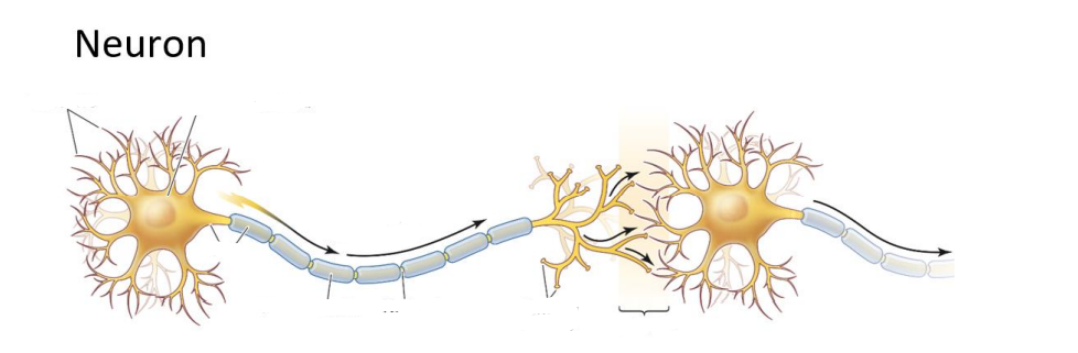 Map Quiz: neuron (geography - general knowledge)
