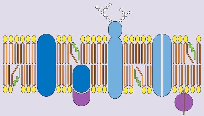 Map Quiz: RECORDANDO ESTRUCTURA DE LA MEMBRANA (2º - bachillerato - membrana celular - membrana ...
