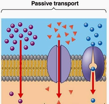 Memory: Membrane Transport: Diffusion and Channels