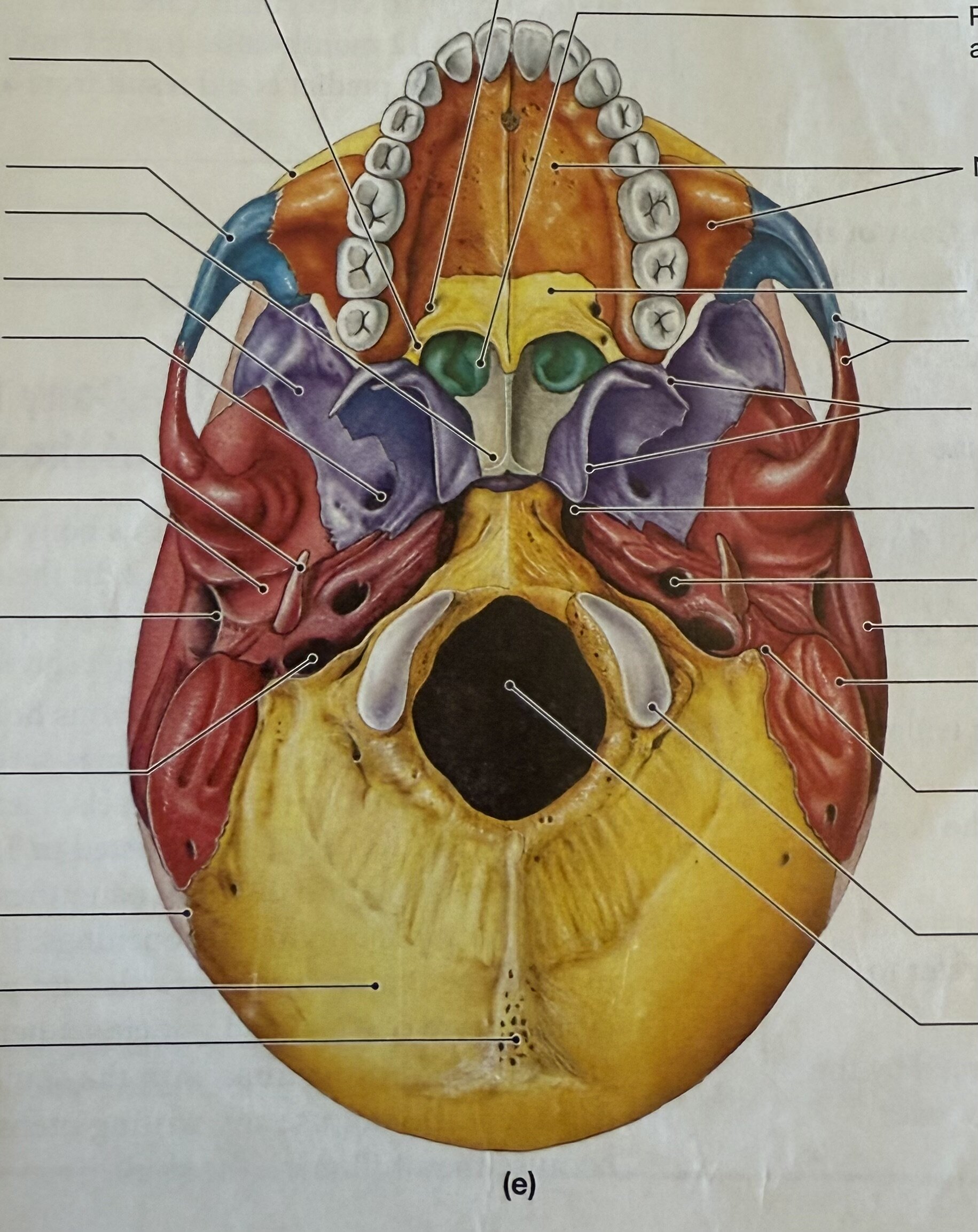 Map Quiz: Anatomy and physiology skull Inferior view