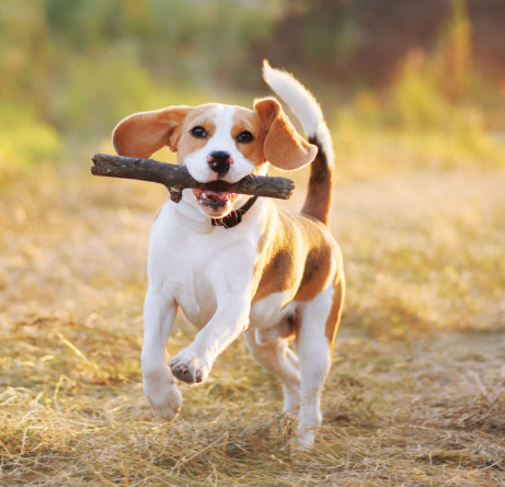 Froggy Jumps: Froggy Jumps de Mascotas Domésticas para Niños de 5 años (lengua - p5 - educación ...