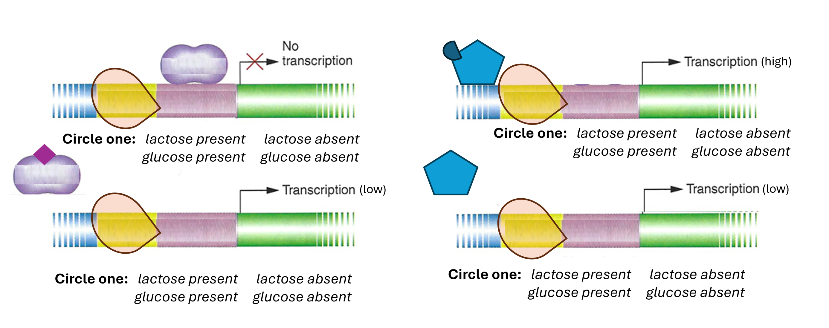 Map Quiz: Regulation of the lac operon mapping
