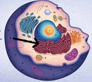 Froggy Jumps: Biology Quick Challenge