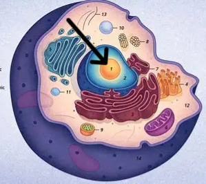 Froggy Jumps: Biology Quick Challenge