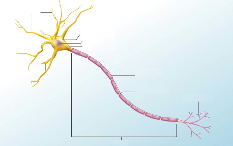 Map Quiz: Neuron Diagram (label parts of a neuron - neuron labeling - eeg)