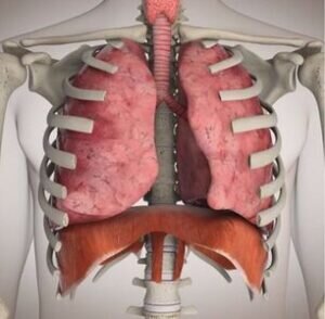 Froggy Jumps: Aparato Respiratorio Humano (5º - educación secundaria ...