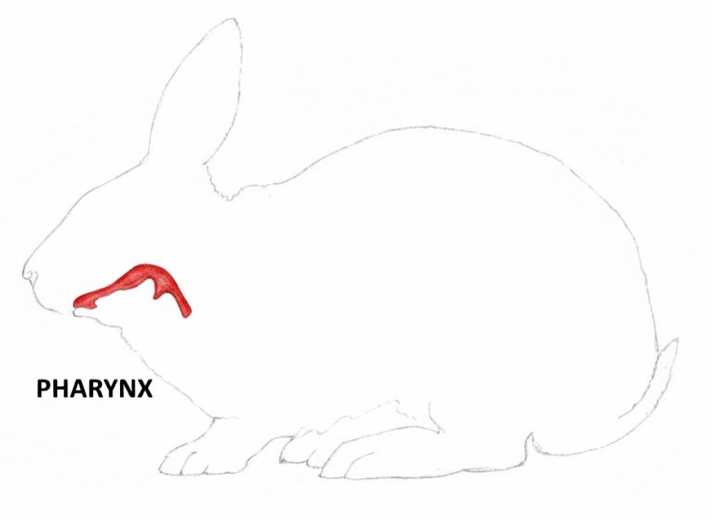 Memory: respiratory system memory in english. Rabbit (partes del ...