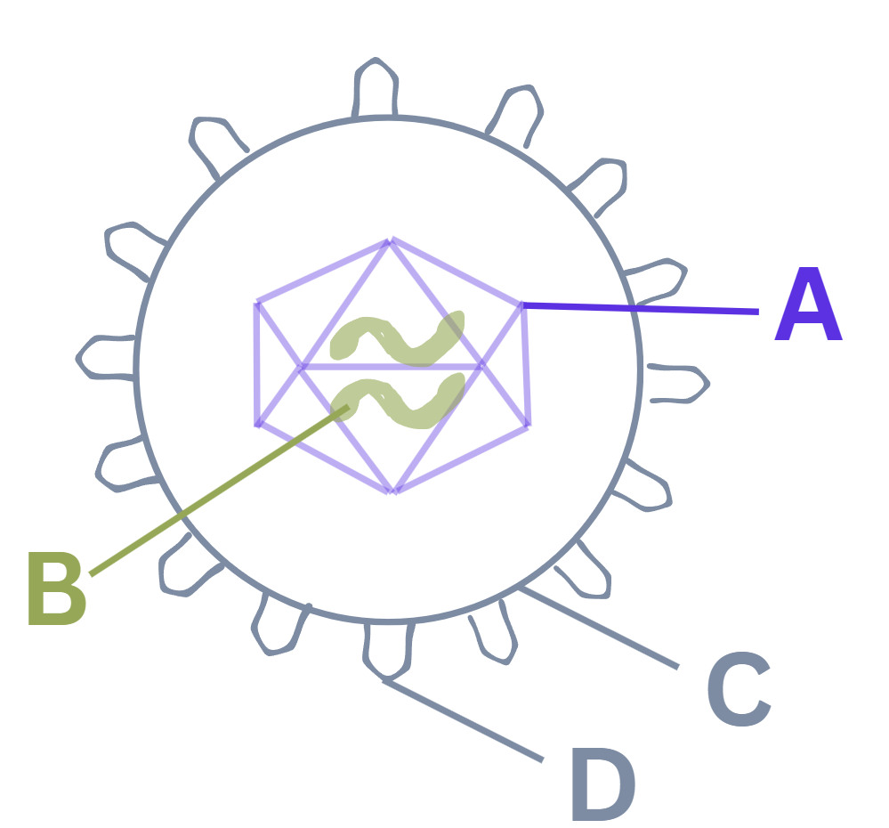 Map Quiz: Label common characteristics of viruses