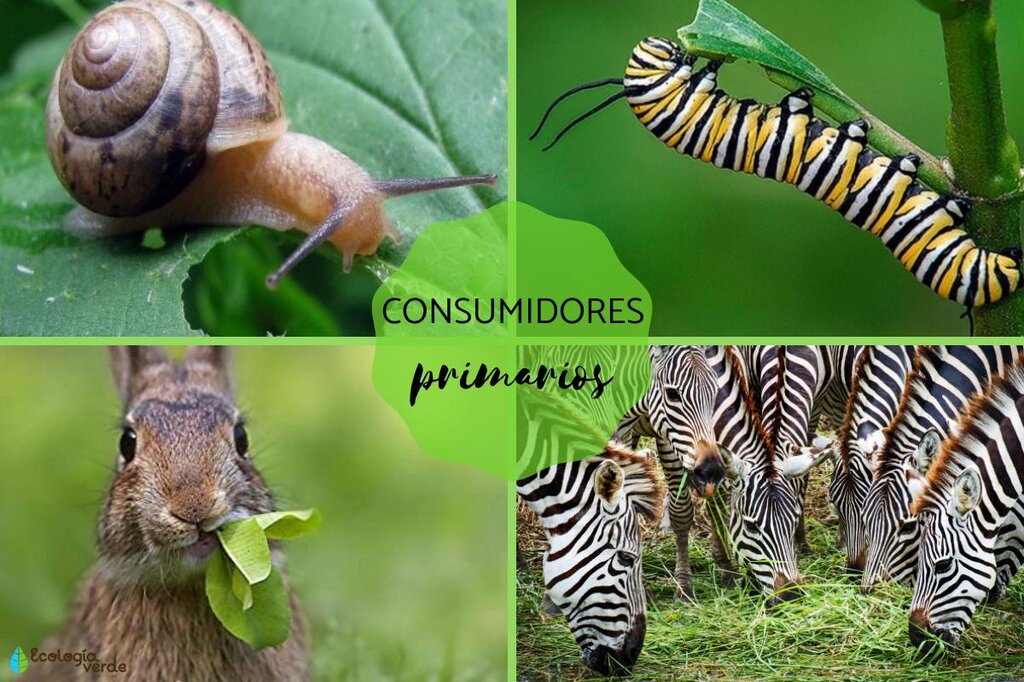 Presentación: Cadenas alimenticias