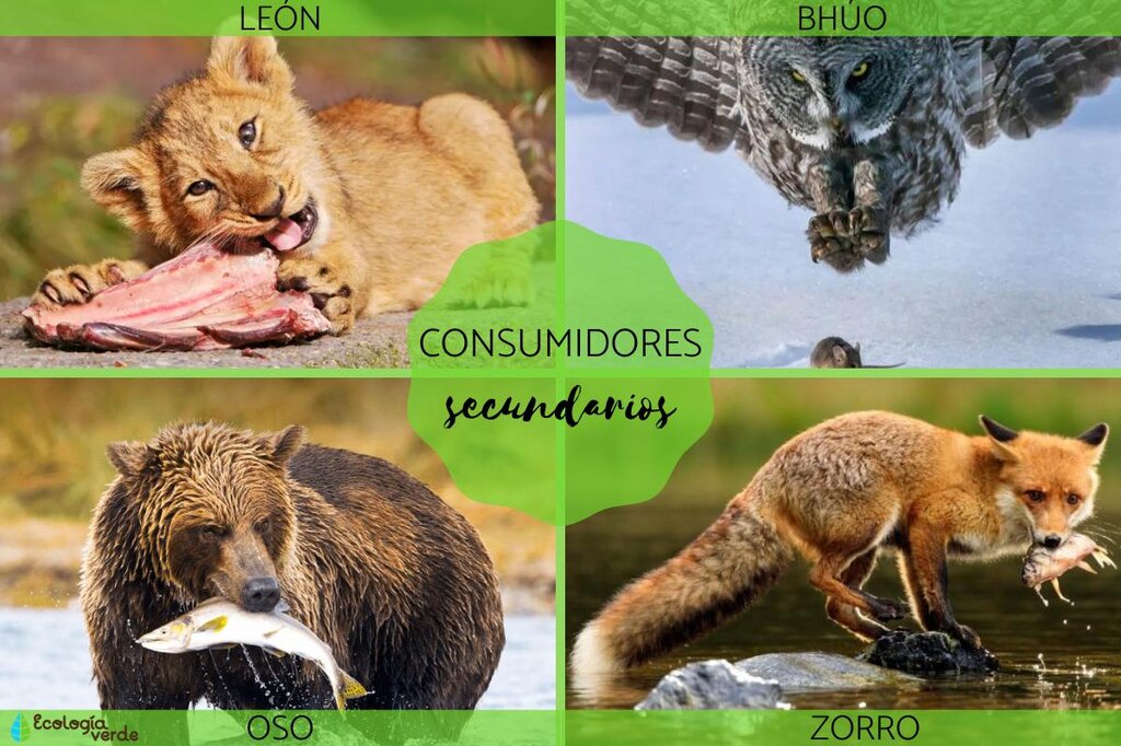 Slideshow: Cadenas alimenticias