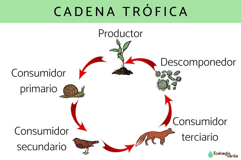 Presentación: Cadenas alimenticias