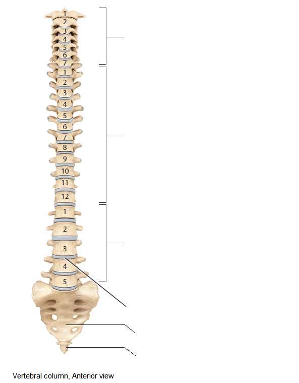 Map Quiz: Vertebral Column