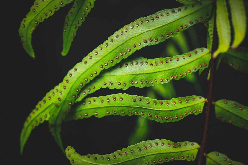 Matching Pairs: Fern Life Cycle: Match the Stages