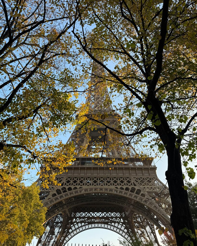 Unscramble Words: Present Perfect: Reordena Oraciones (5º - educación secundaria - second language)