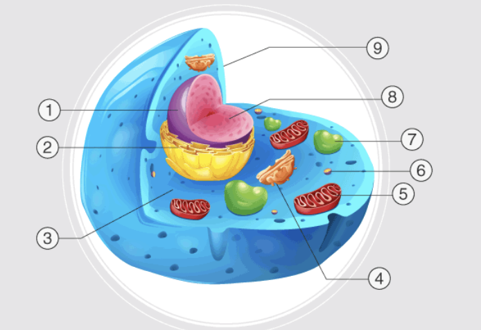 Riddle: Cell Showdown: Animals vs Plants