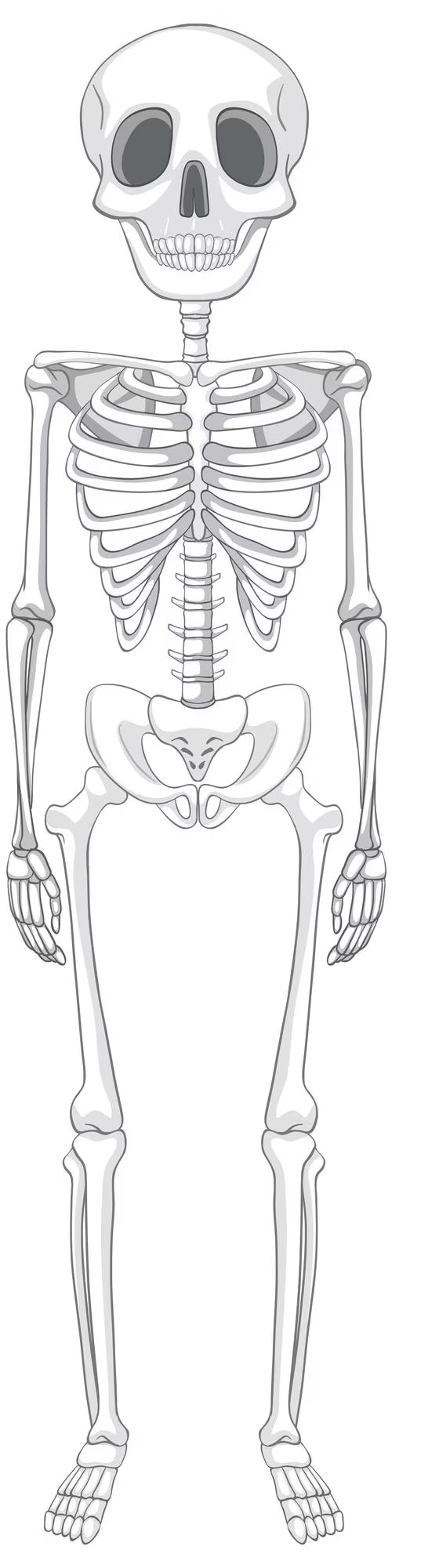 Map Quiz: ME. 03. Vega B. El esqueleto humano