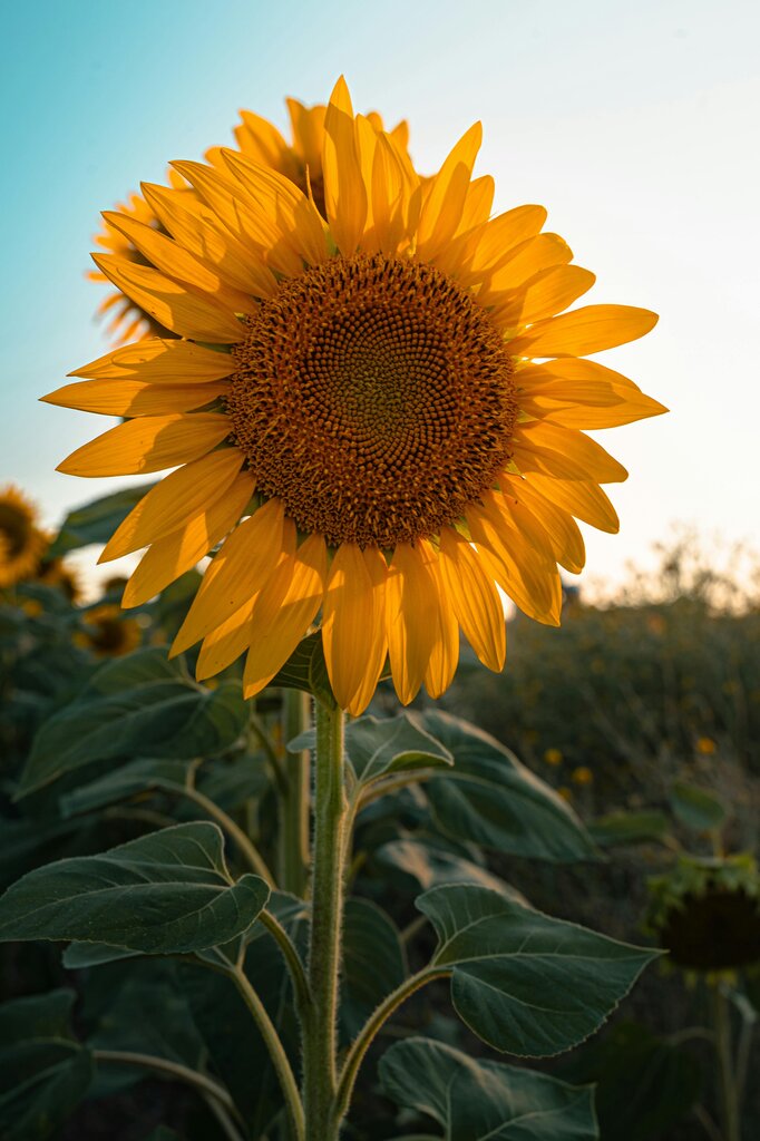 Alphabet: ROSCO SOSTENIBILIDAD