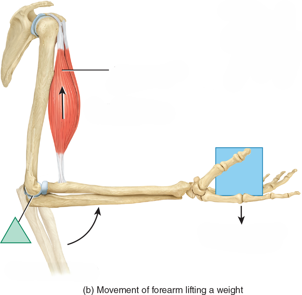 Map Quiz: Movement of Forearm Lifting Weight