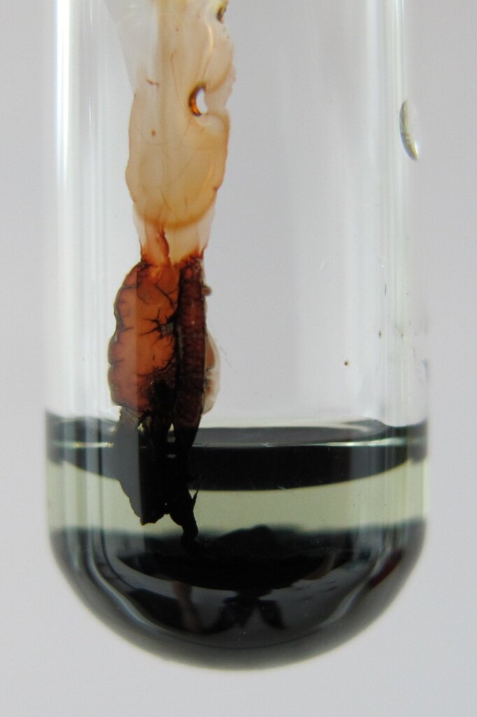 Memory: PIPH Memoria