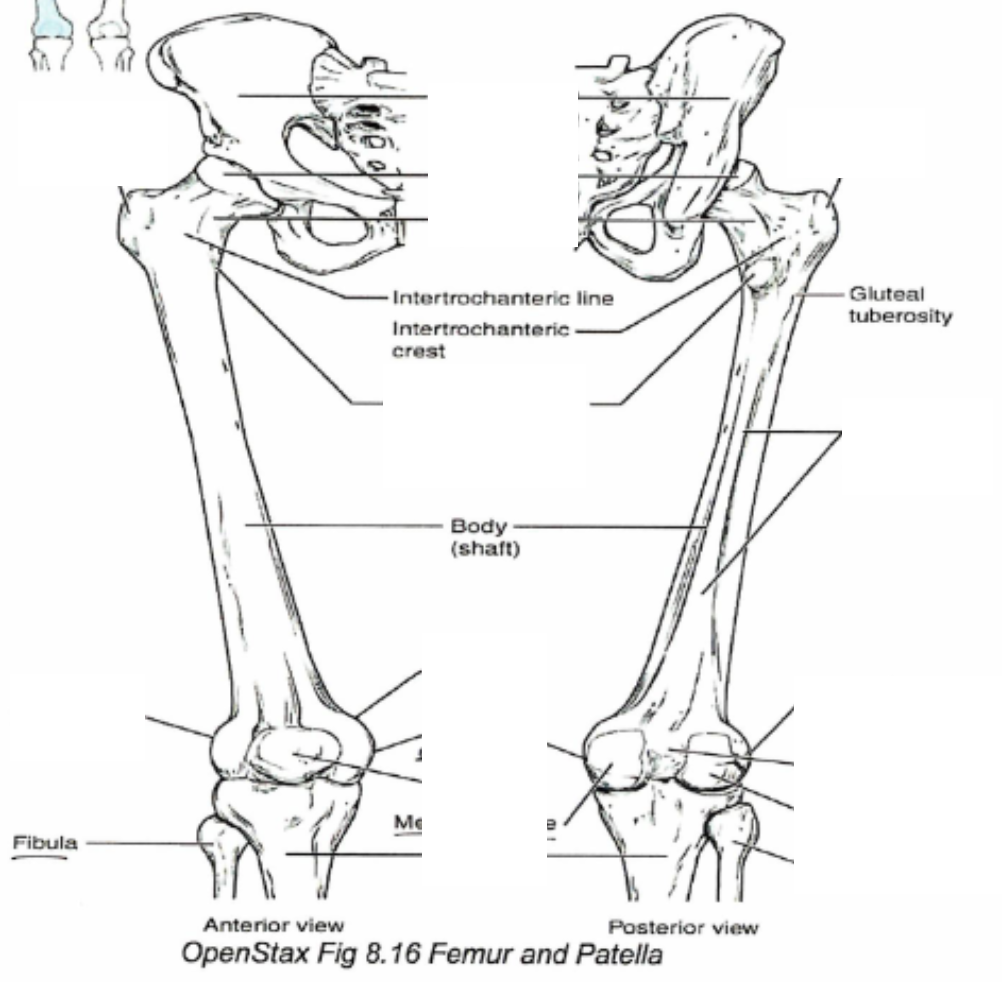 Map Quiz: femur and patella
