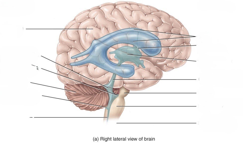 Map Quiz: Lateral View of Brain