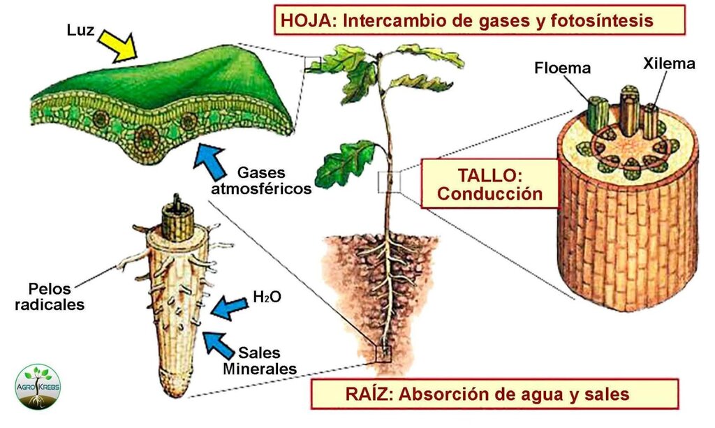 Froggy Jumps: Estructura y función de órganos y tejidos vegetales ...