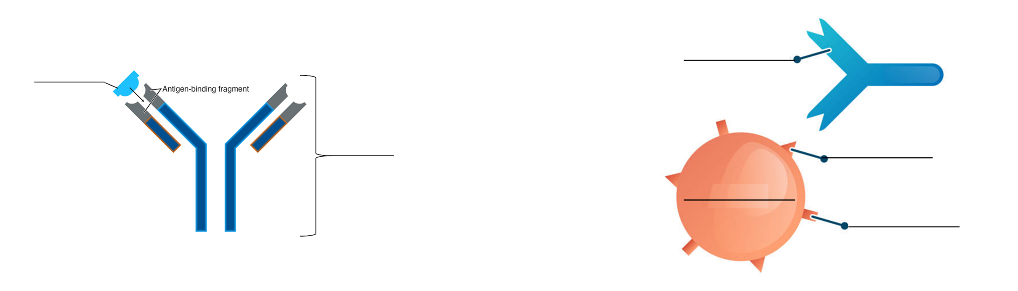 Map Quiz: Adaptive Immunity Mapping 1