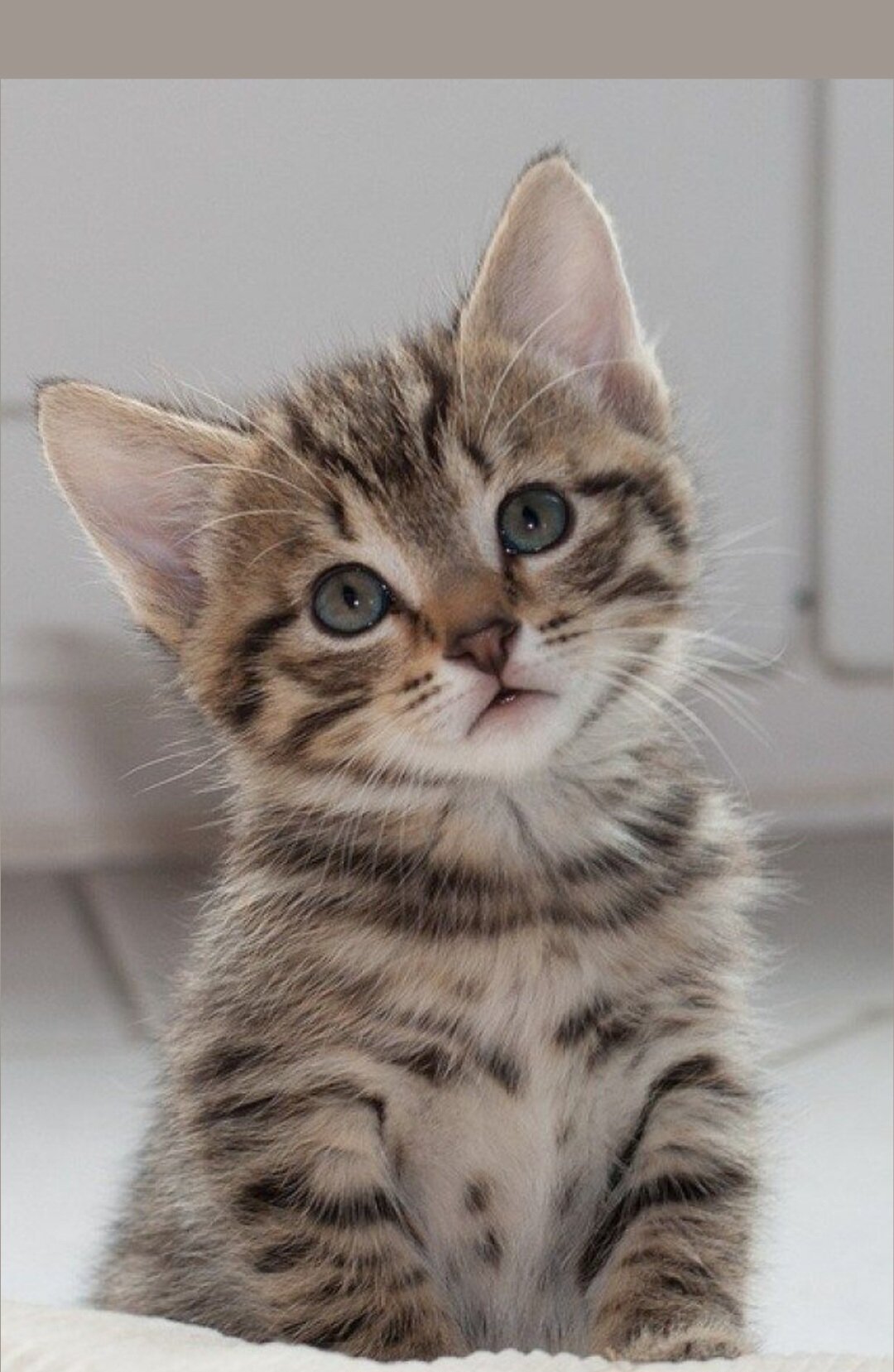 Riddle: Adivina el animal (adivina - prescolar - elanimal)