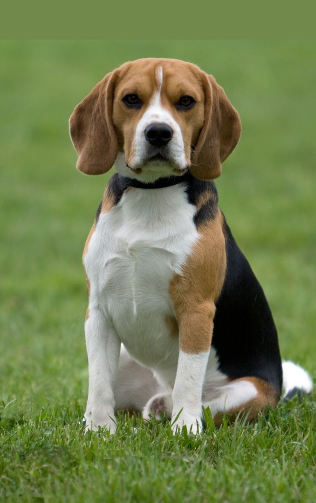 Riddle: Adivina el animal (adivina - prescolar - elanimal)