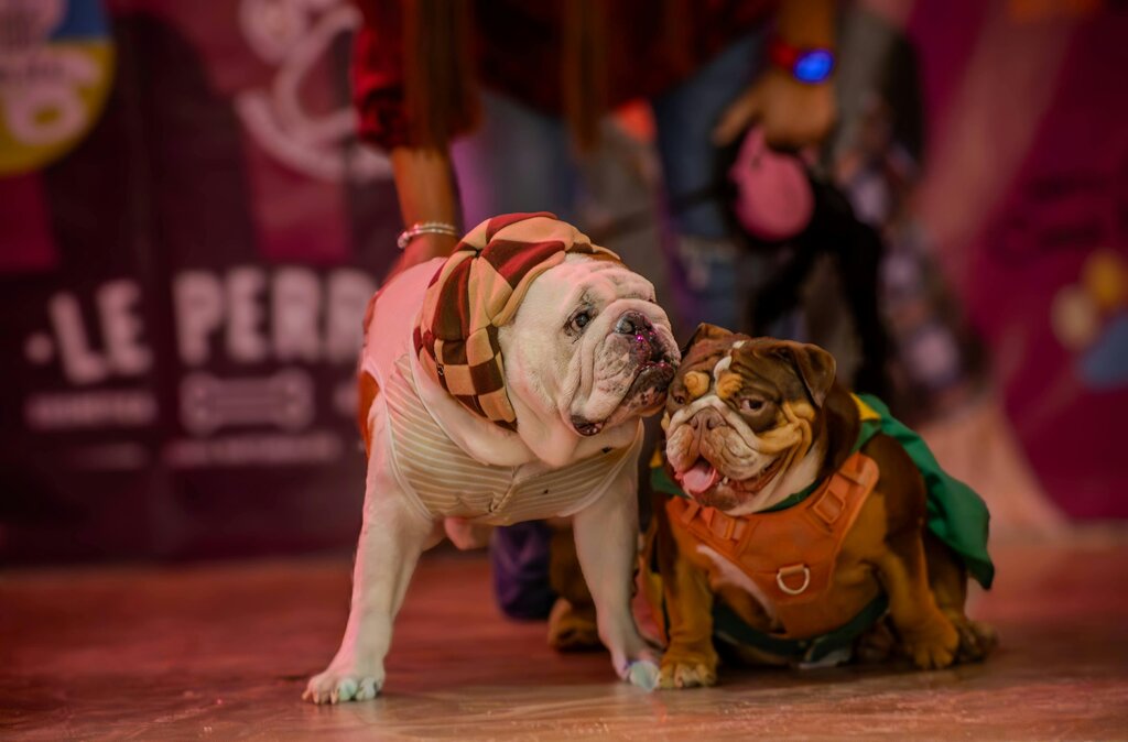 Ordenar Palabras: Unscramble Sentences: Word Order