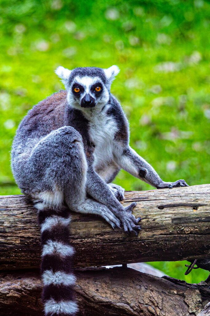 Yes or No: PROYECTO MADAGASCAR