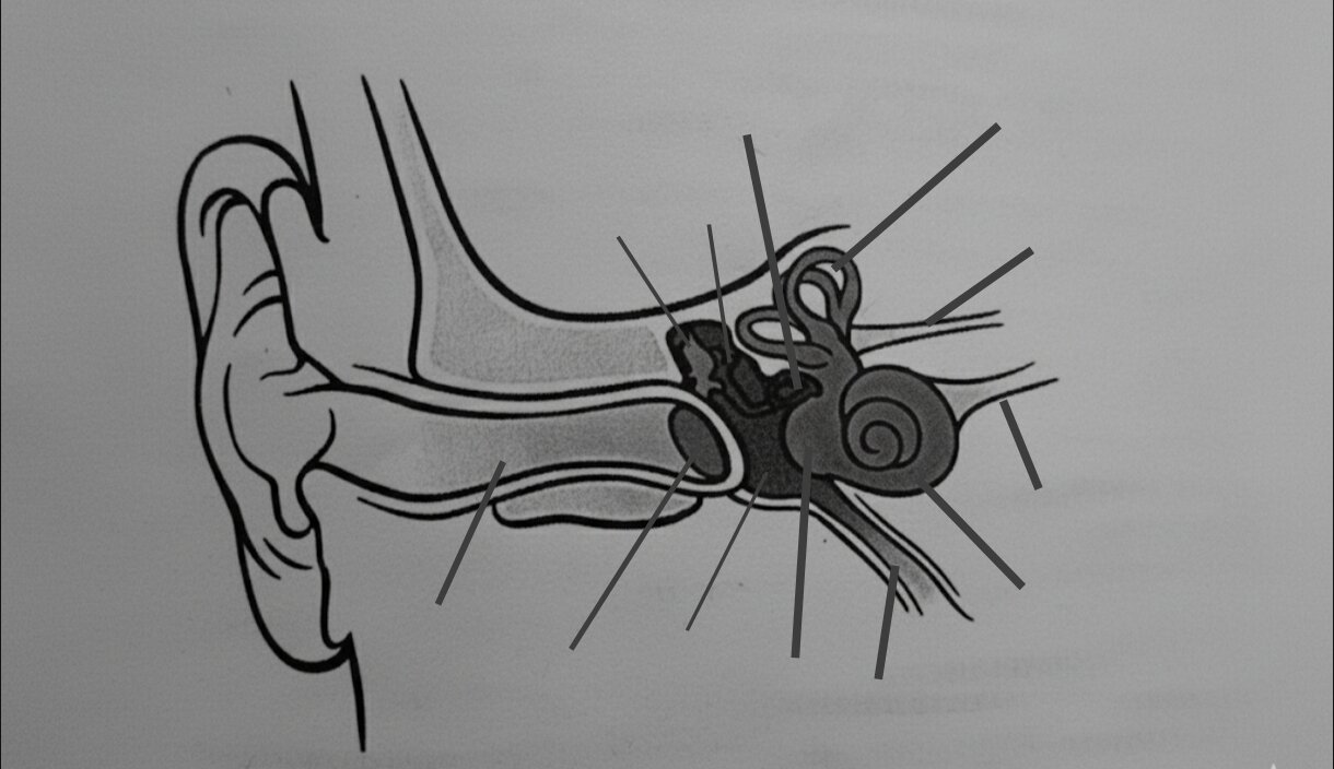 Map Quiz: Partes del oido (ciencias naturales bloque 1)
