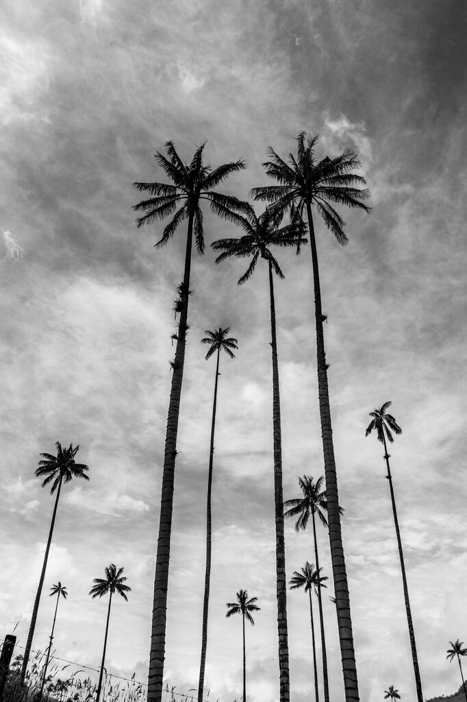 Froggy Jumps: Sapito Inglish: Quiz