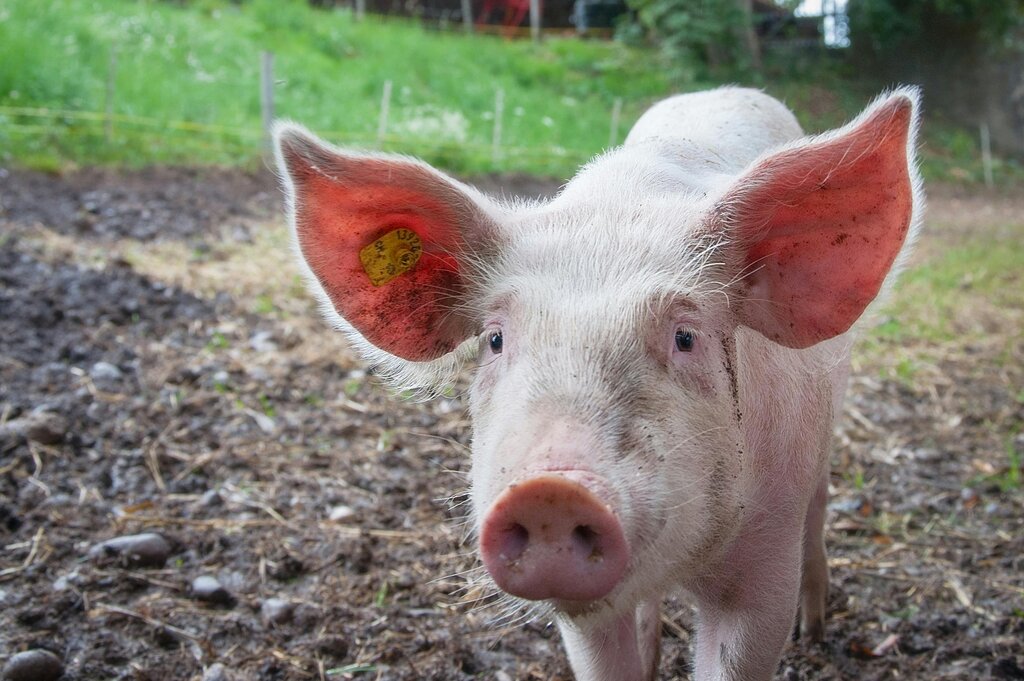Memory: Memogranja: Memotest de Animales de la Granja