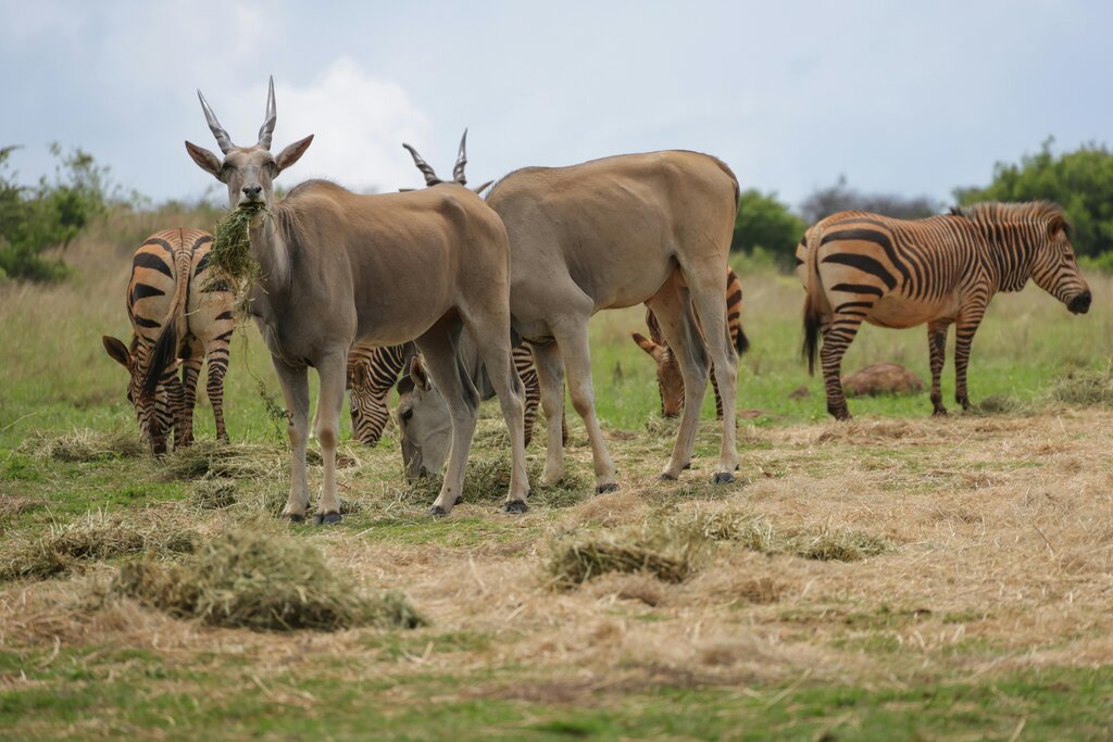 Froggy Jumps: LOS ANIMALES (conocimiento del medio 1º de primaria)
