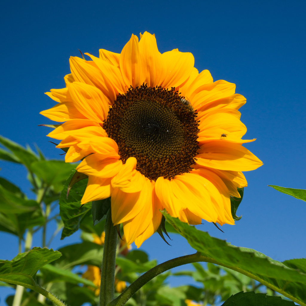 Froggy Jumps: Game Tema Tumbuhan (#sunflower)