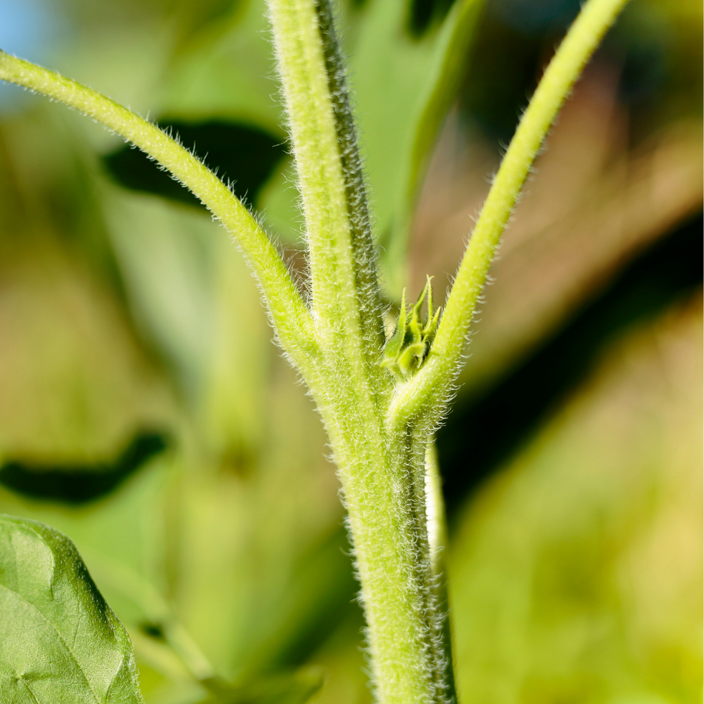 Froggy Jumps: Game Tema Tumbuhan (#sunflower)