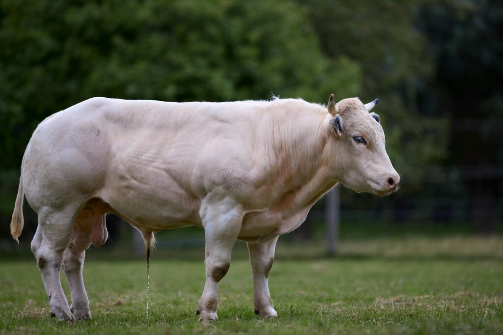 Froggy Jumps: Mito del Minotauro