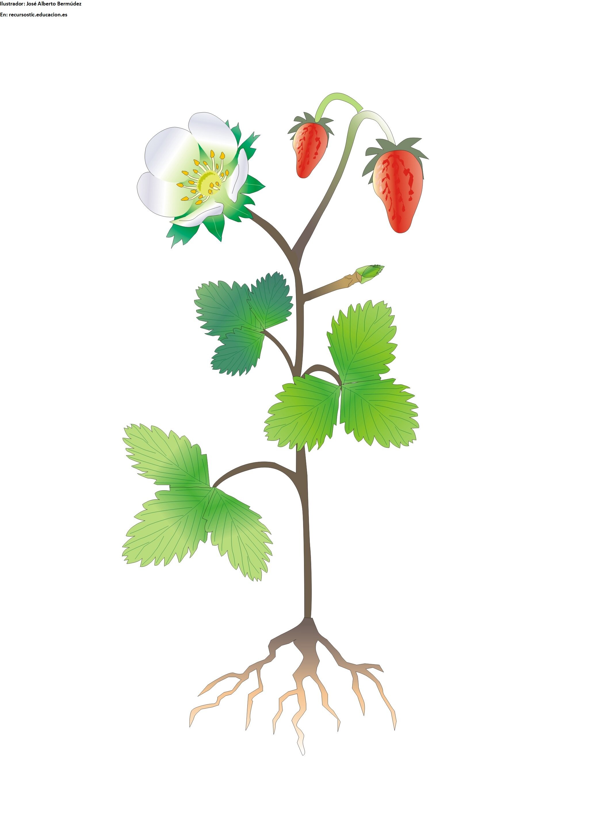 Map Quiz: Explorando la Planta (naturaleza - ciencias naturales)
