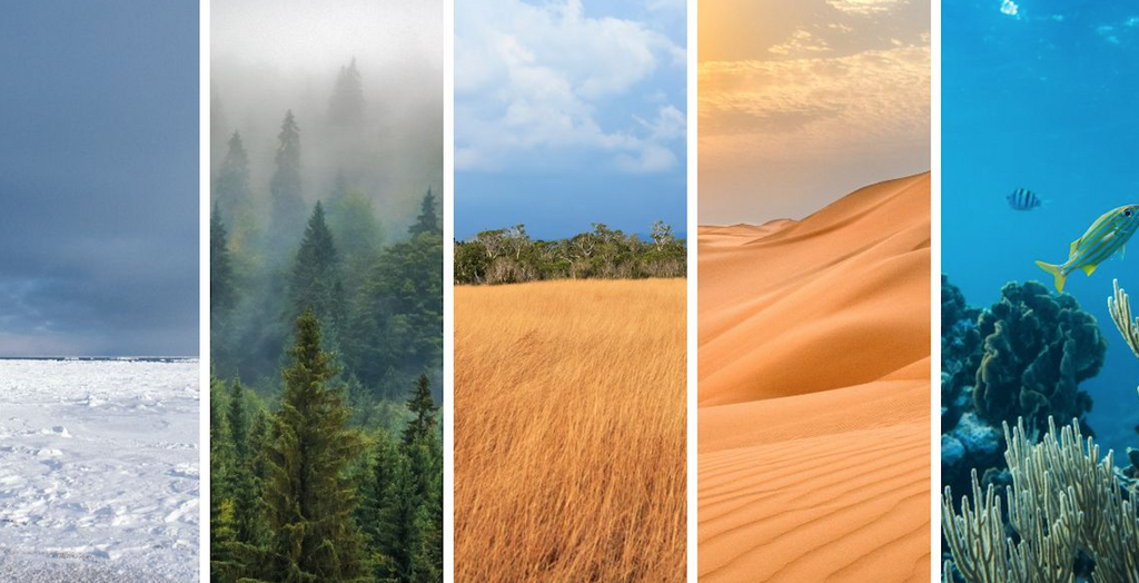 Crossword Puzzle: Biomes and ecosystems (english vocabulary - biology ...