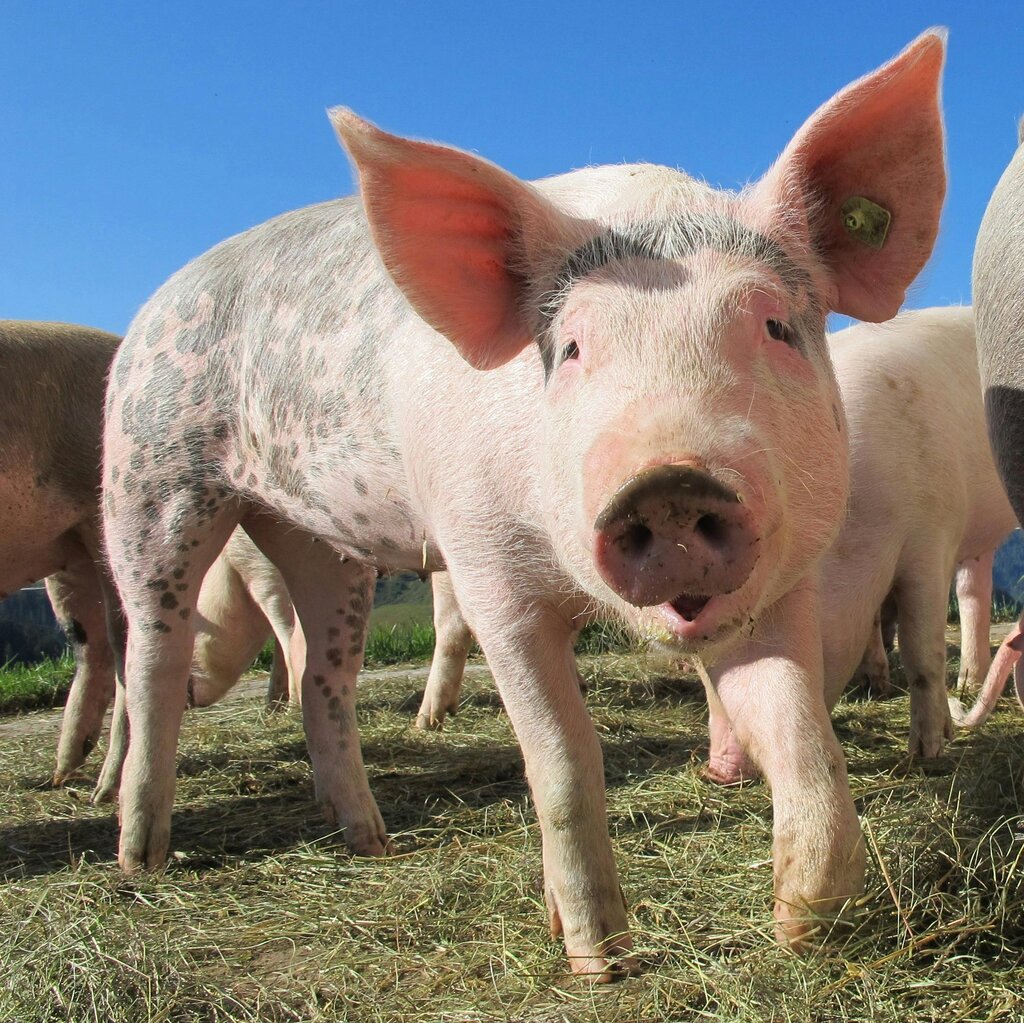 Froggy Jumps: Farm animals (animals - farm - efl)