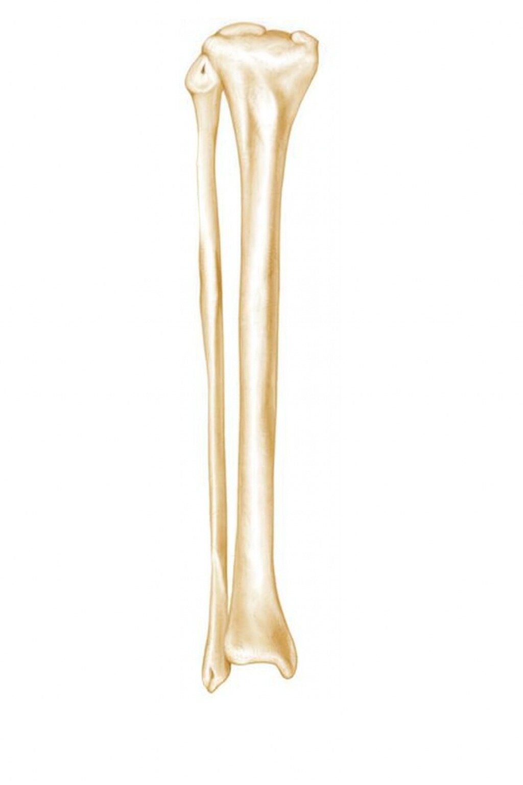 Map Quiz: Tibia y Fíbula ( peroné ) derechas ( vista anterior ) (# ...