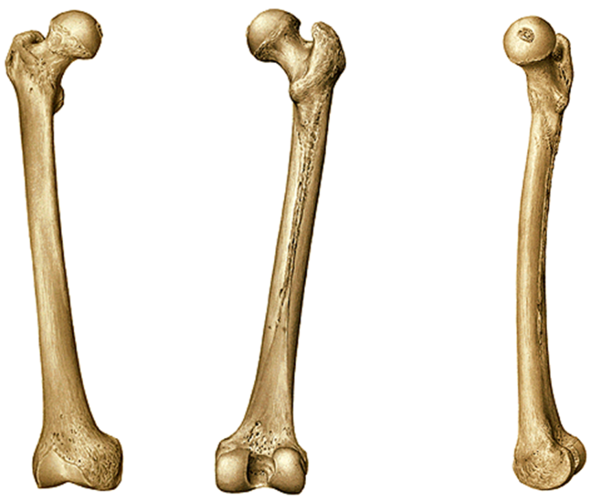 Map Quiz: Estudi anatòmic òssi del fèmur