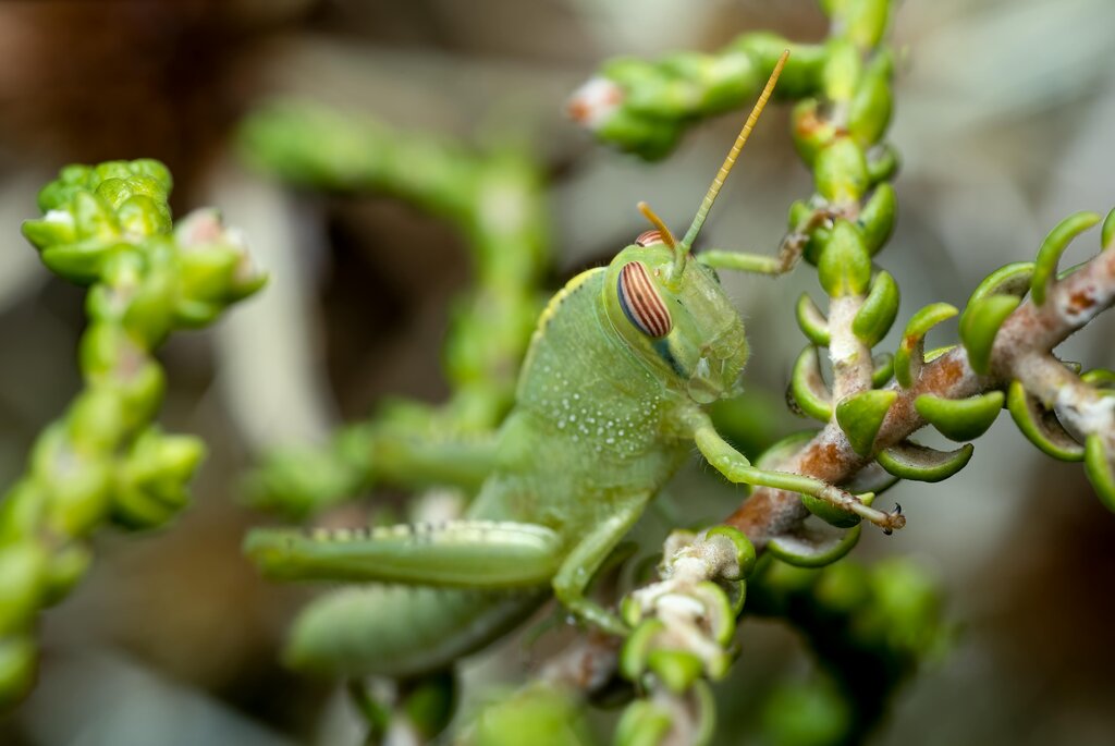 Memory: Memorama: Insectos y Descripciones