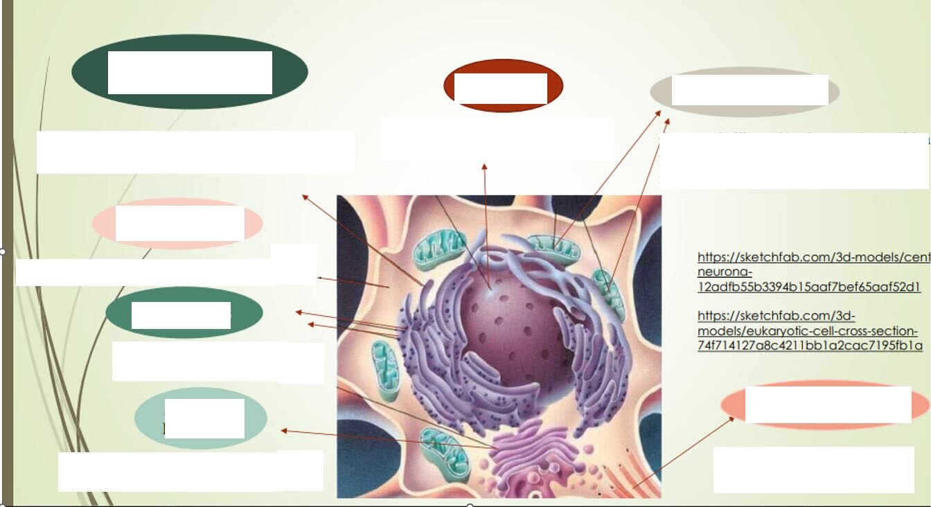 Mapa Interactivo: Estructura interna de la neurona