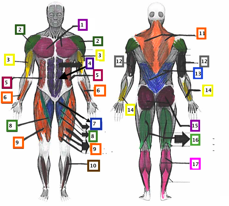 Test: Muscular Anatomy Label Match