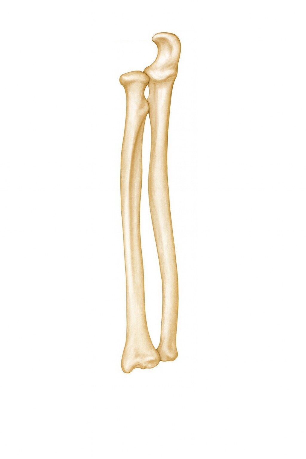 Mapa Interactivo: Ulna (cúbito) y radio del antebrazo derecho