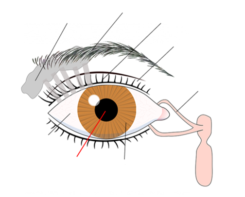 Map Quiz: Buitenkant oog biologie